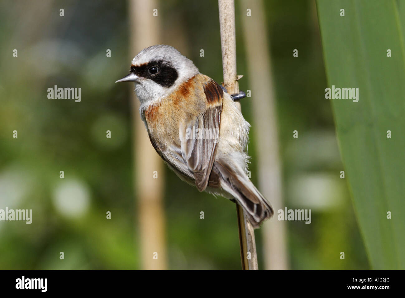 Remiz pendulinus, eurasian penduline tit Stock Photo - Alamy