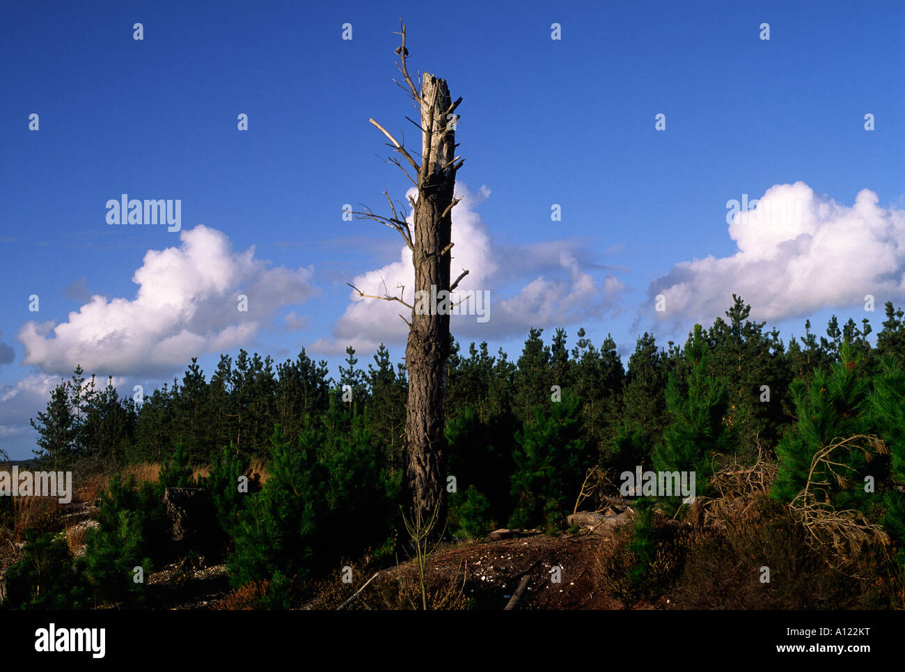 Pine tree remains at Lawson Clump in Wareham Forest in Dorset county ...