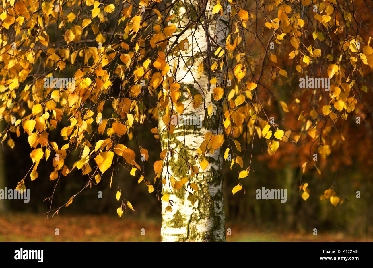 Autumn leaves on a silver birch tree John Robertson 2005 Stock Photo ...