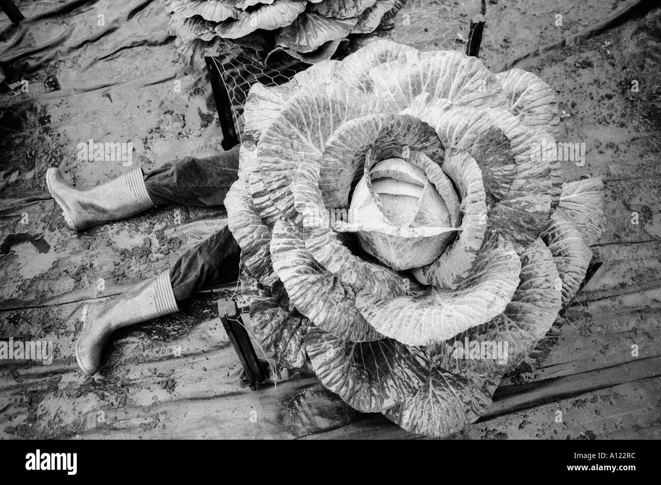 Cabbage pest Black and White Stock Photos & Images - Alamy