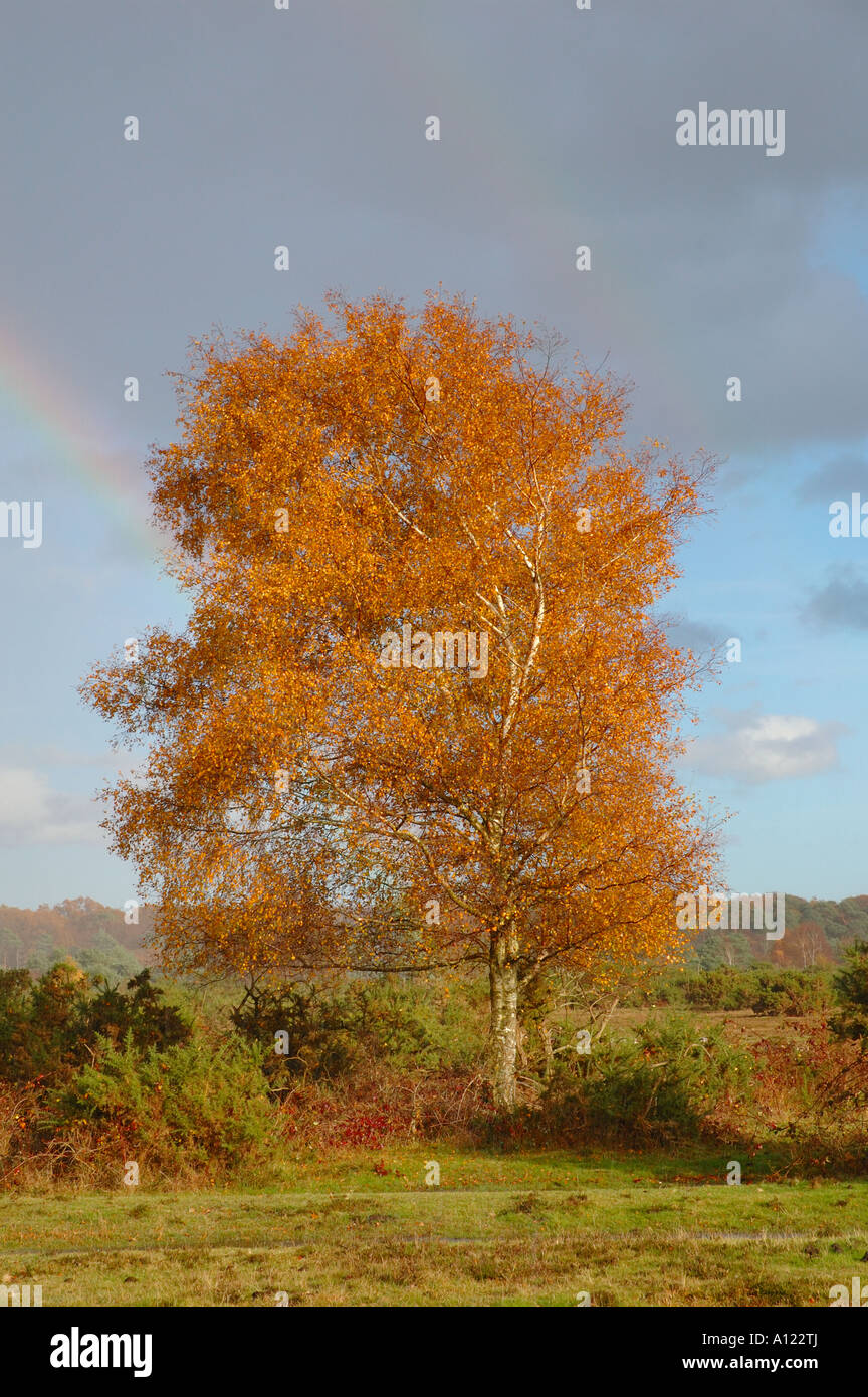 Red Tree and Rainbow, New Forest, Hampshire, England, UK, GB Stock ...