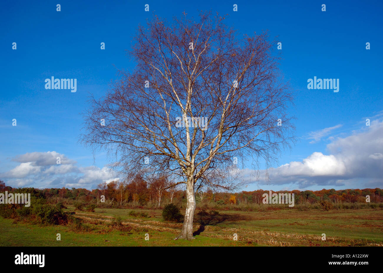Lone Tree, Silver Birch, Heathland, Brockenhurst, New Forest, Hampshire ...