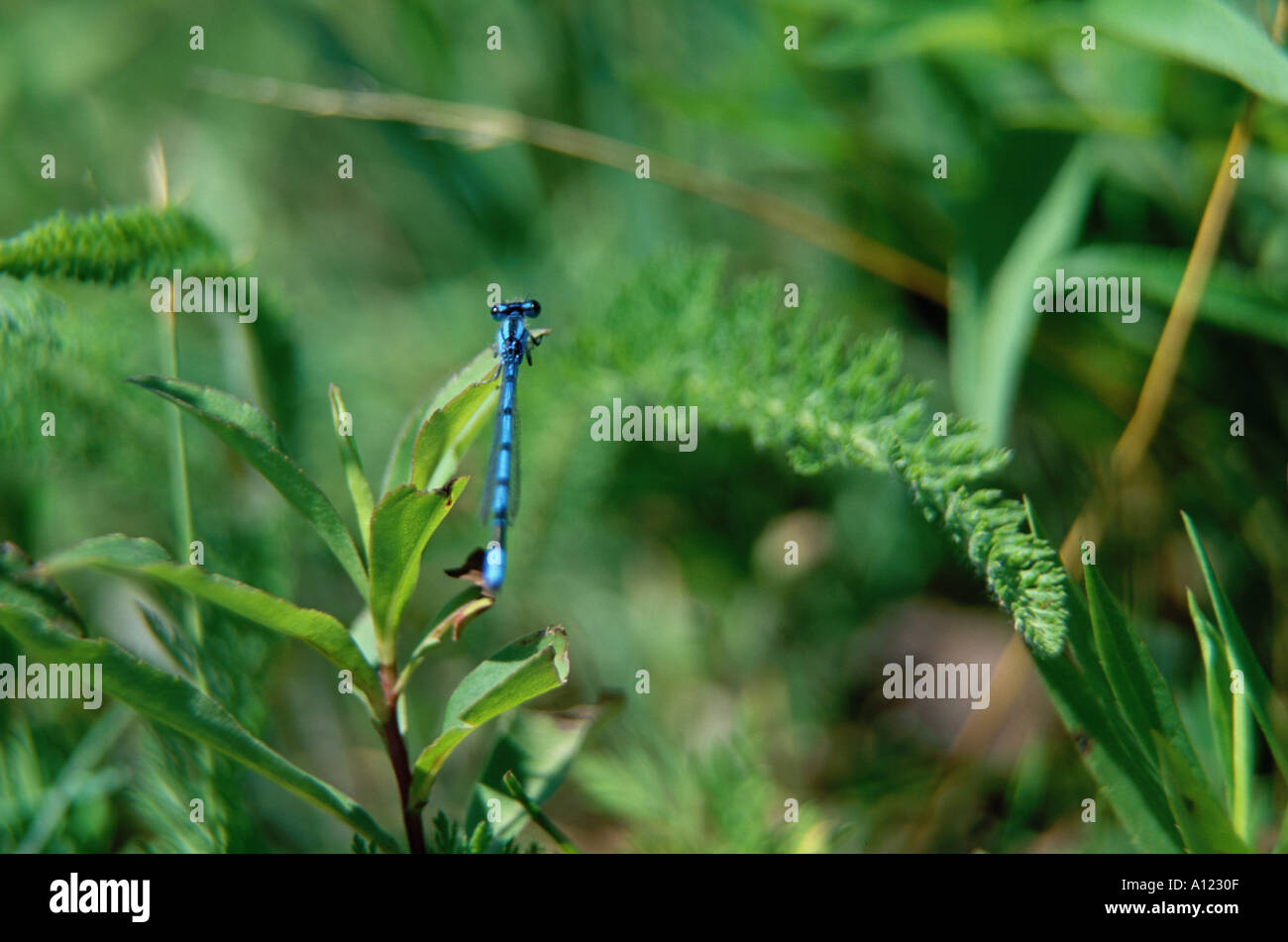 blue damsel fly resting on a weed big eyes Stock Photo - Alamy
