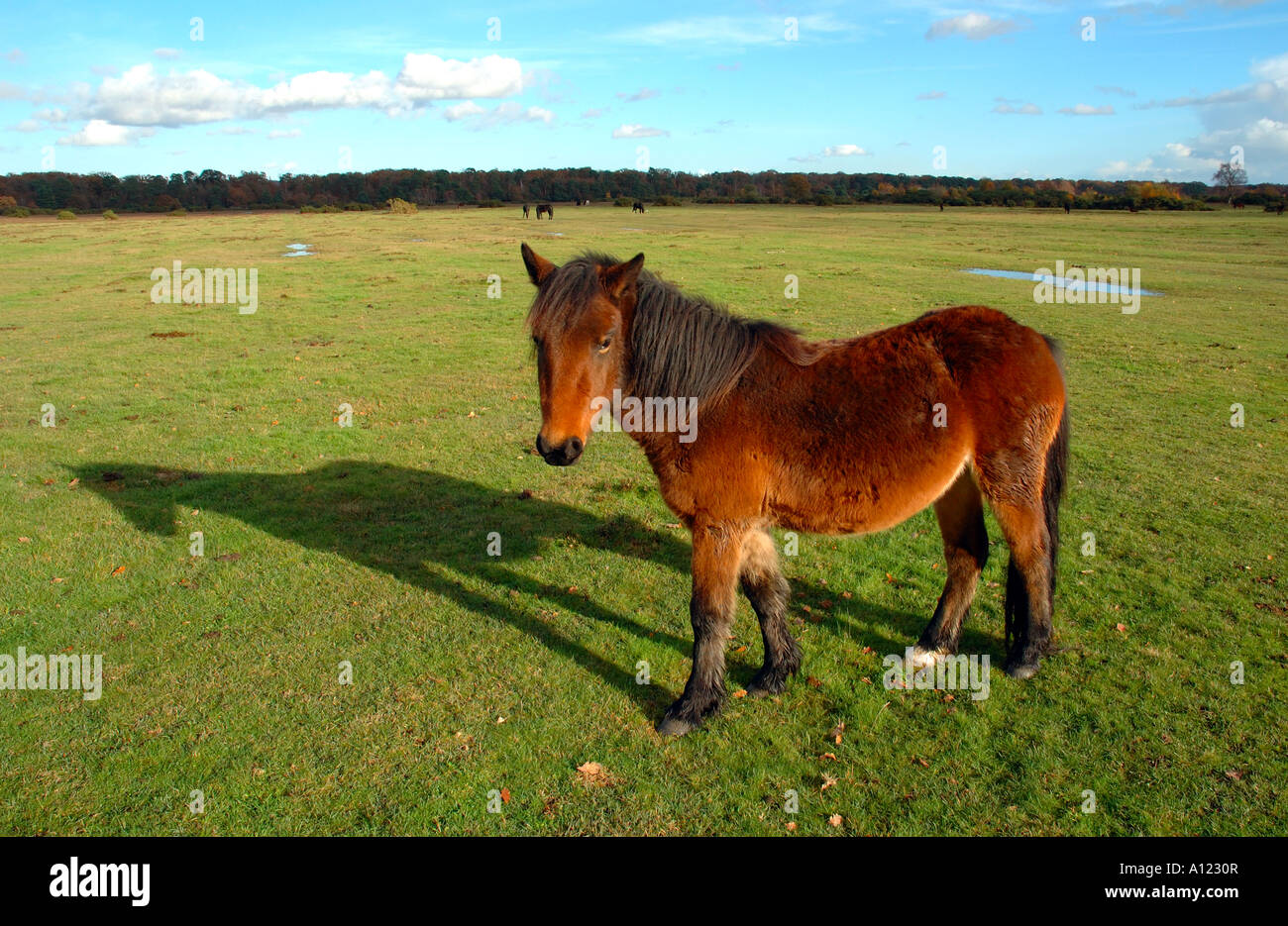 New Forest Pony, New Forest, Hampshire, England, UK, GB Stock Photo - Alamy