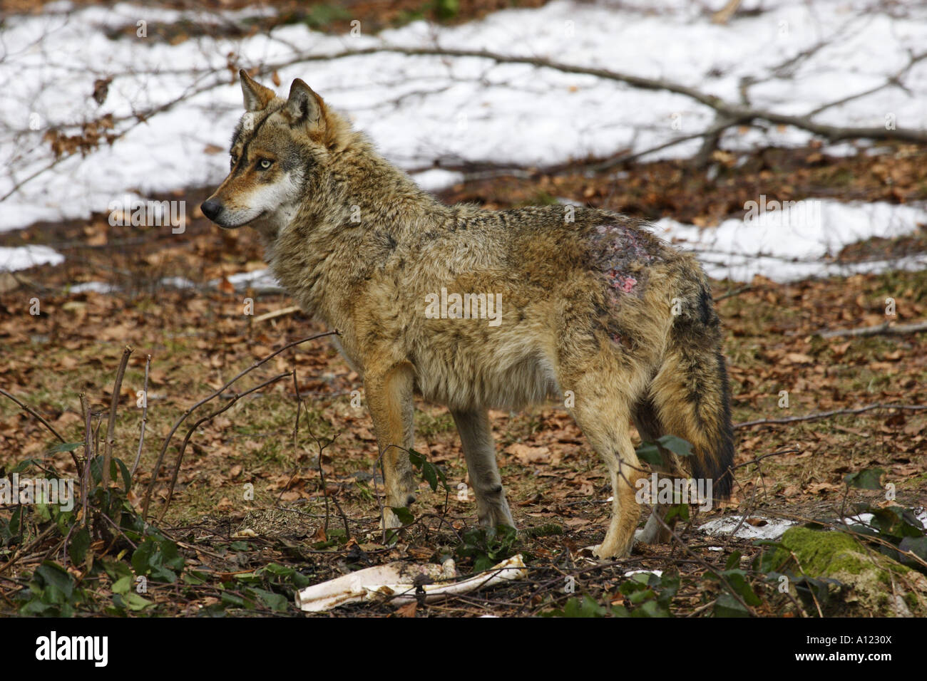 Wolf dog fight hi-res stock photography and images - Alamy