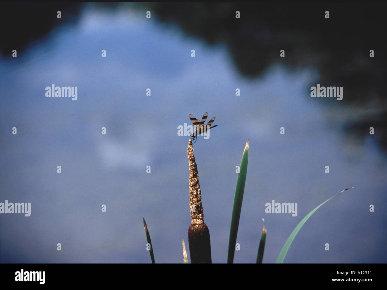 Pond plant and fly hi-res stock photography and images - Alamy
