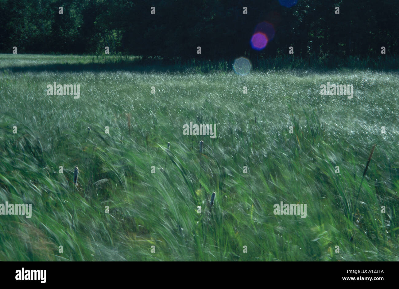wind blown field of sawgrass Stock Photo - Alamy