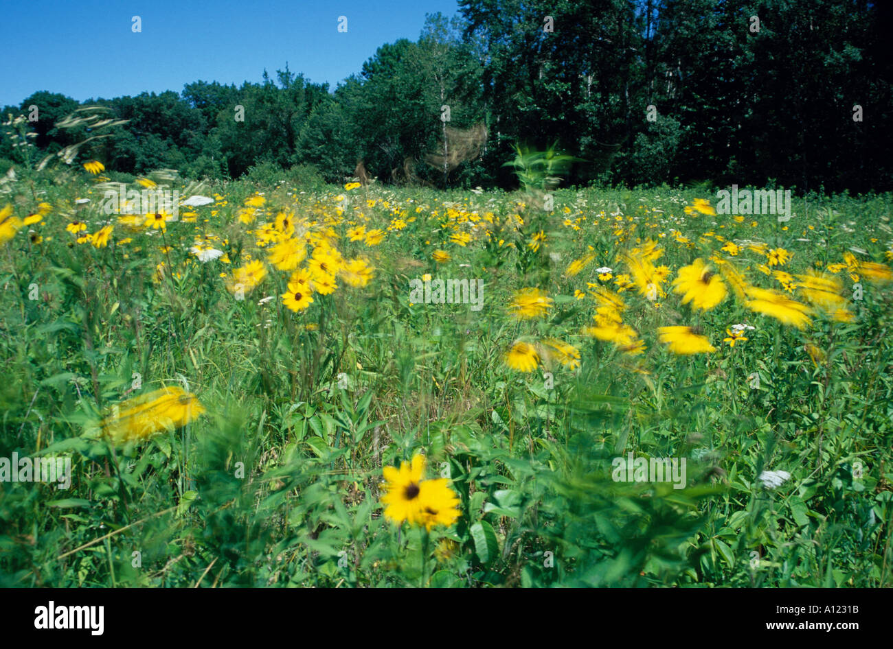 wind blown field of wild flowers Stock Photo - Alamy