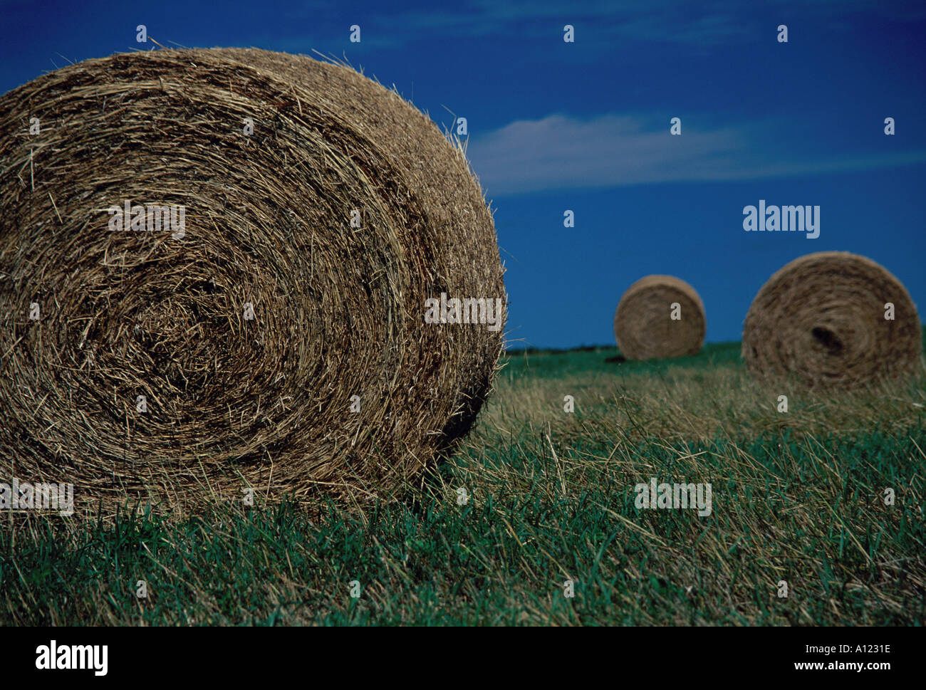 round haystacks in the field Stock Photo - Alamy