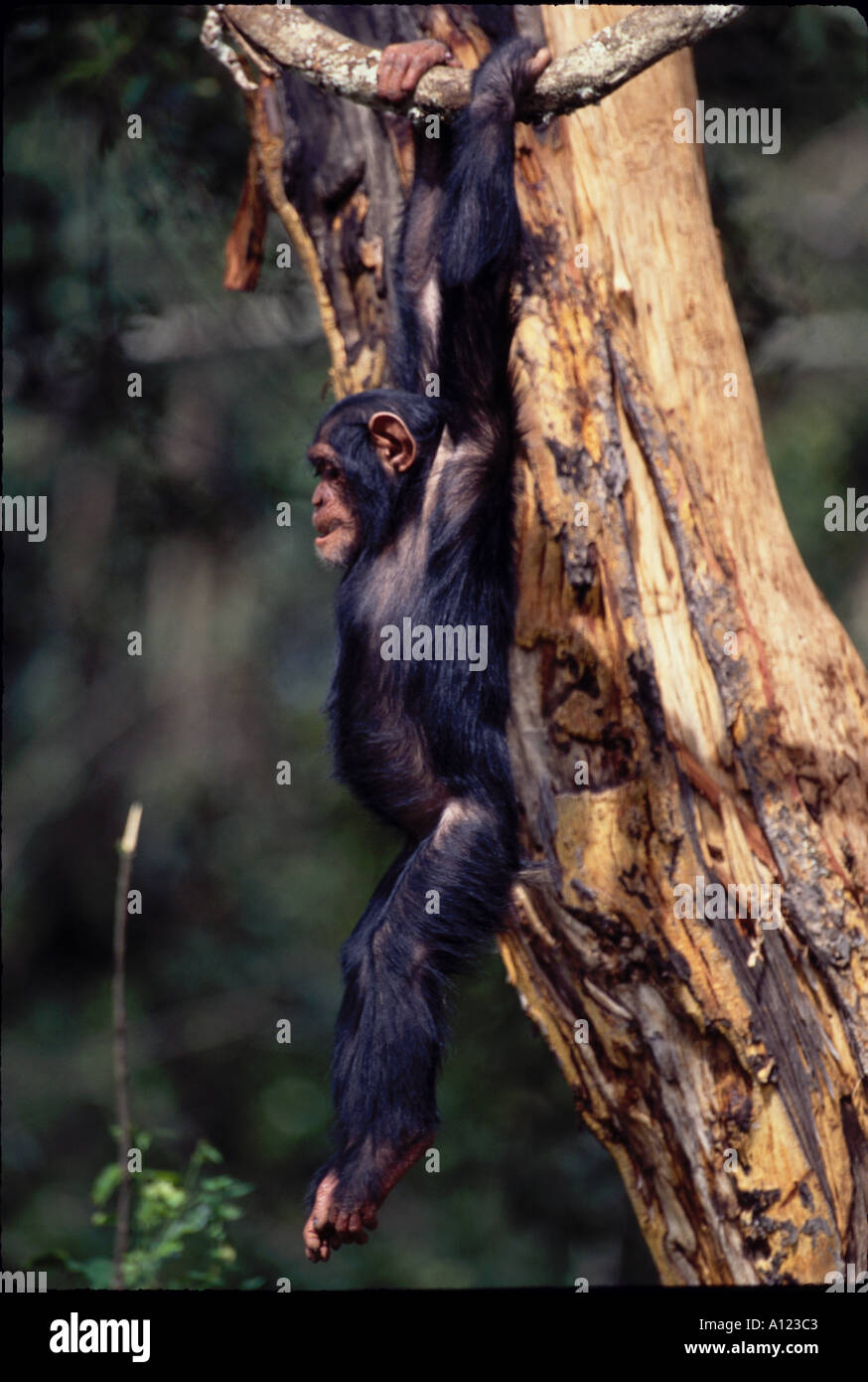 mammal chimpanzee pan troglodytes africa Stock Photo - Alamy