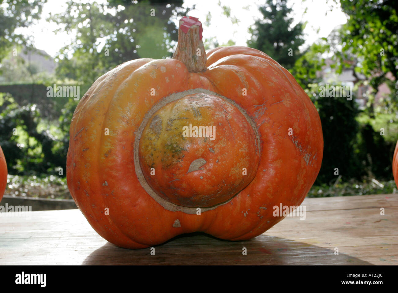 Very large pumpkin Stock Photo - Alamy