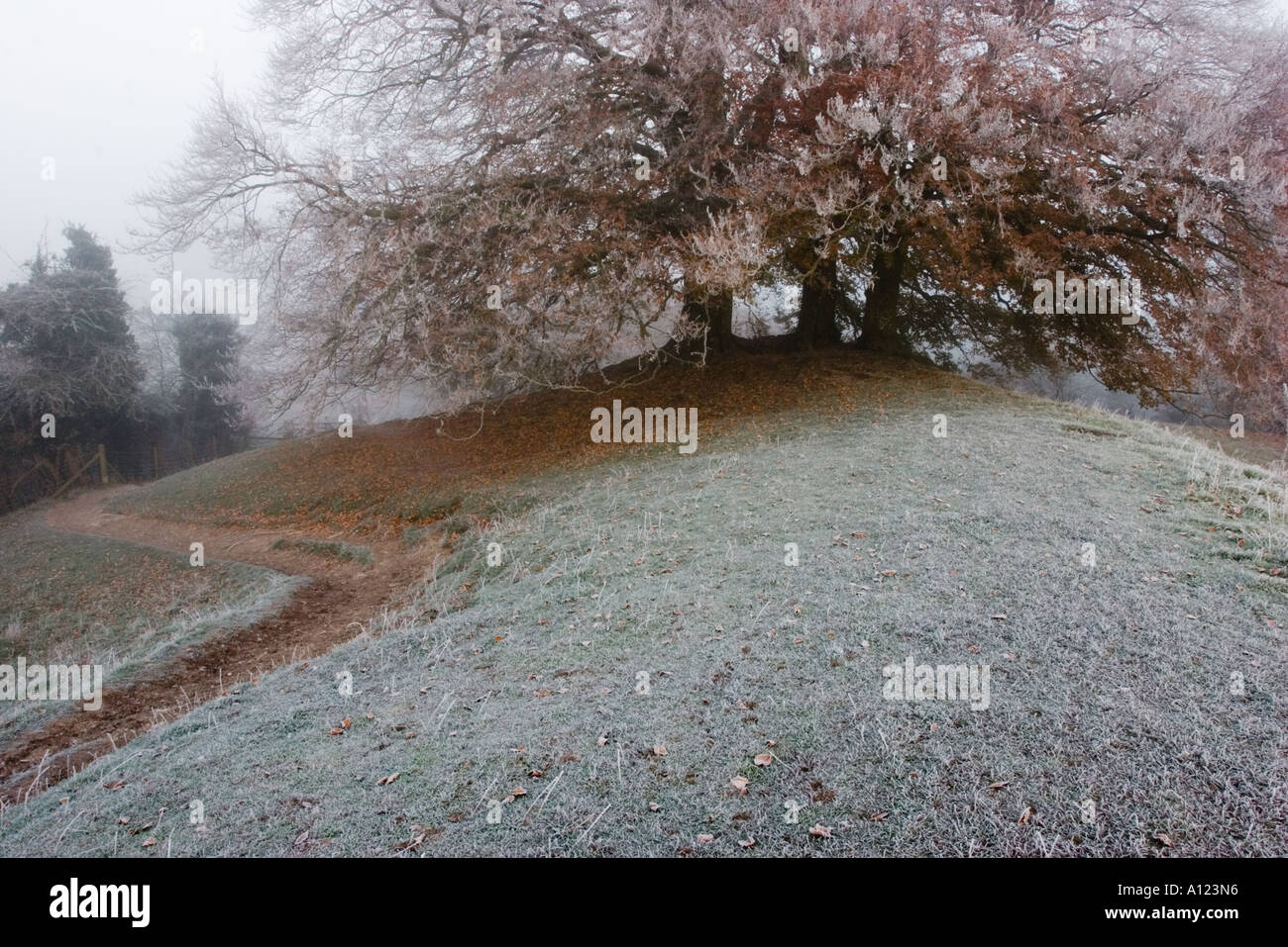 Beech trees with exposed root system Avebury stone circle Stock Photo ...