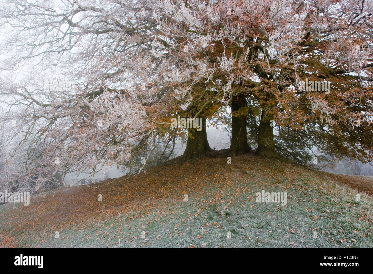 Beech tree roots at avebury hi-res stock photography and images - Alamy