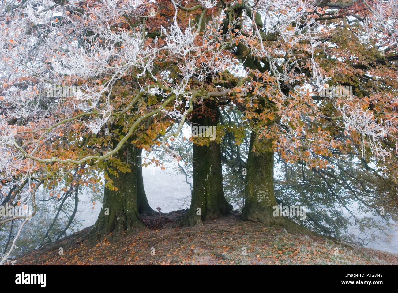 Beech trees with exposed root system Avebury stone circle Stock Photo ...