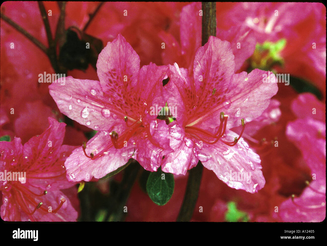 plant azalea pink Stock Photo - Alamy