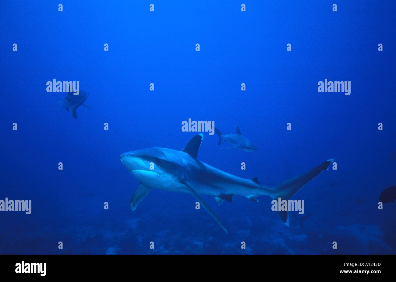 Silvertip Shark Carcharhinus albimarginatus Shab Rumi Sudan Red Sea ...