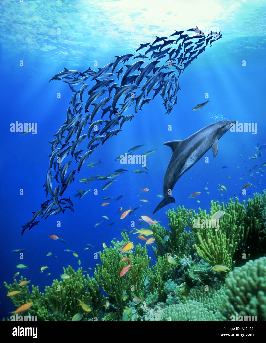 Dolpins swimming to form the shape of a dolphin Stock Photo - Alamy