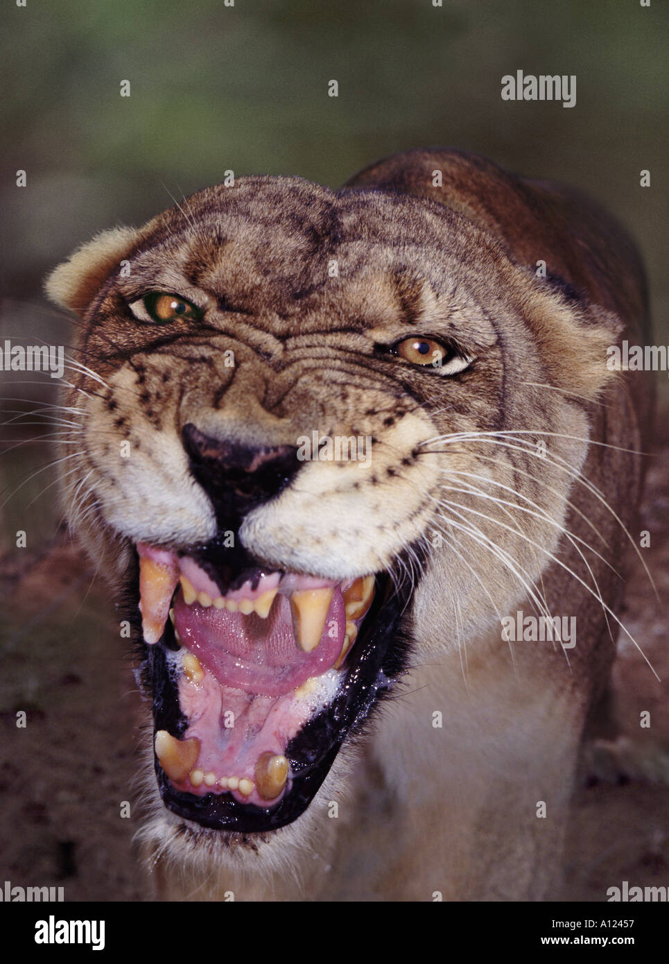 Lioness snarling South Africa Stock Photo - Alamy