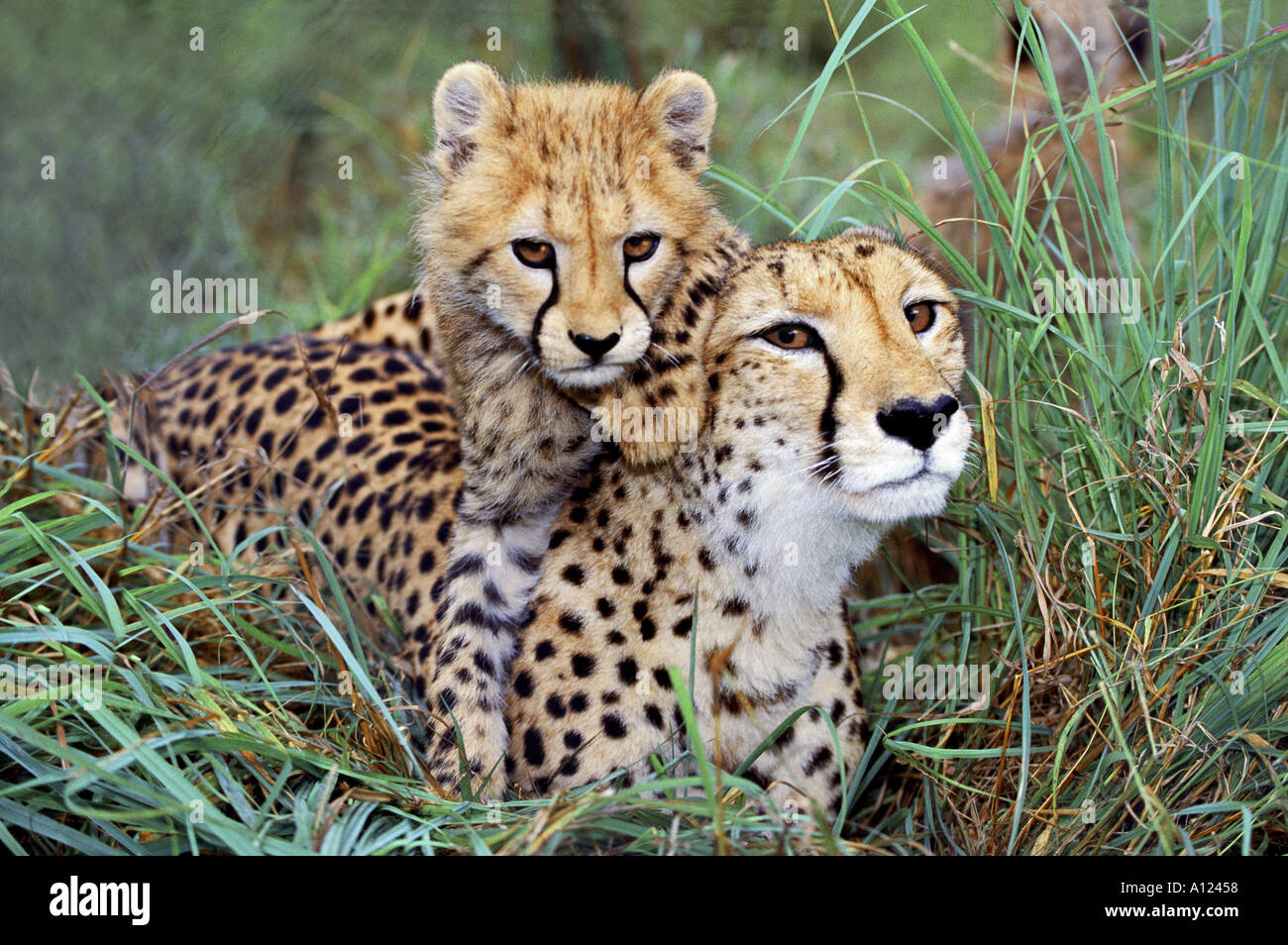 Cheetah mom and cub hi-res stock photography and images - Alamy