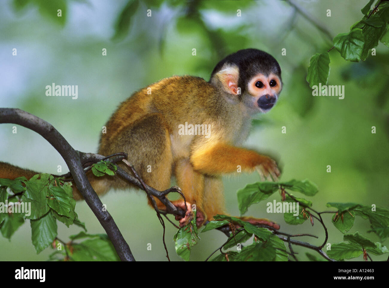 Golden squirrel monkey hi-res stock photography and images - Alamy