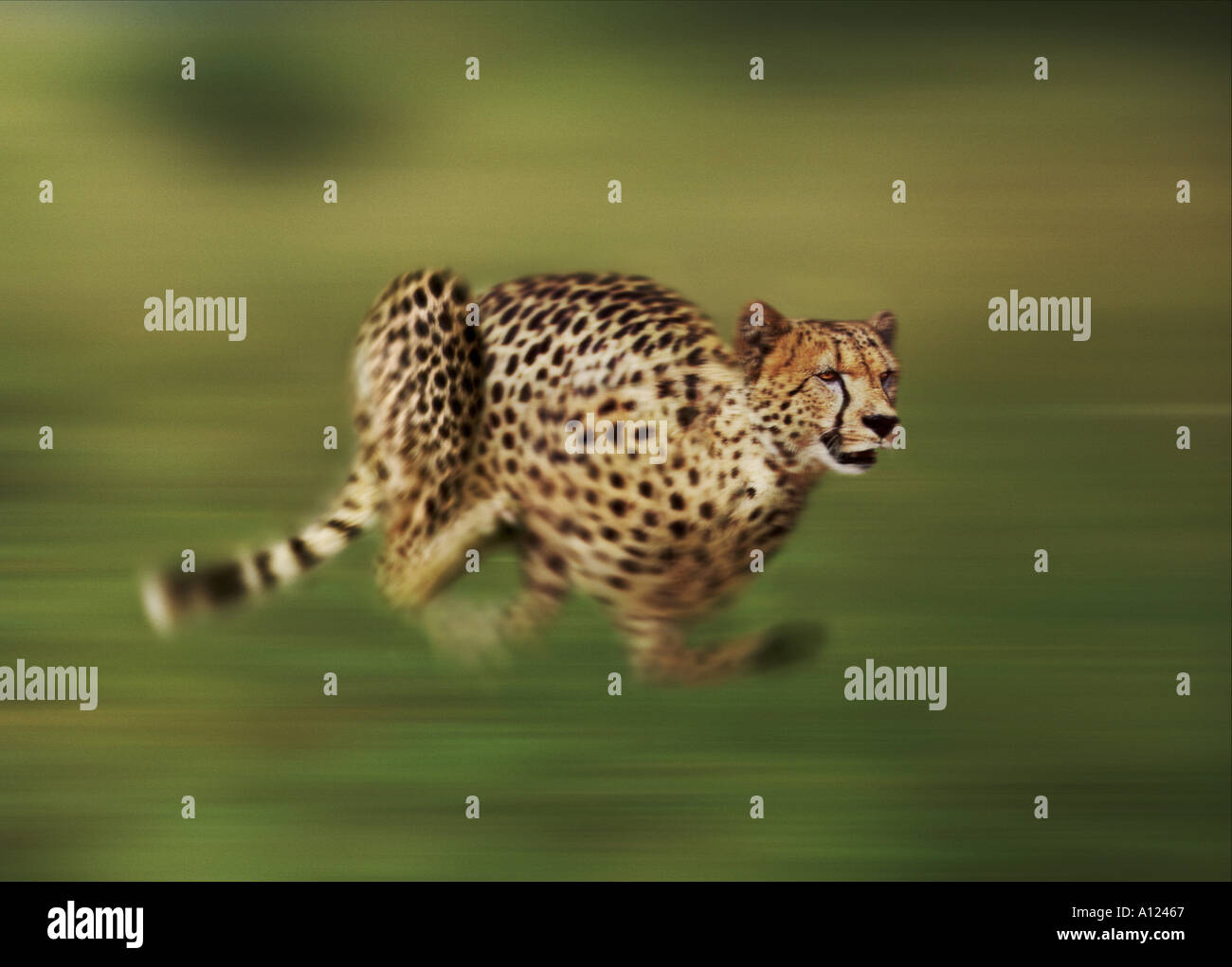 Running cheetah South Africa Stock Photo - Alamy