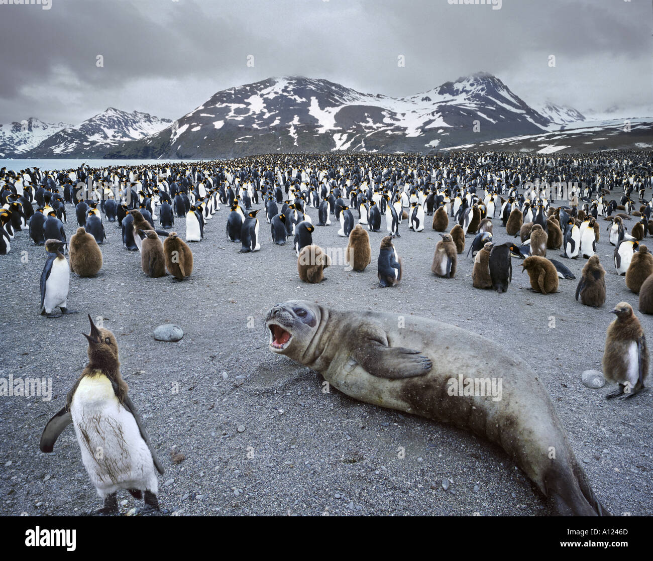 King Penguin Colony St Andrews Bay South Georgia Stock Photo - Alamy
