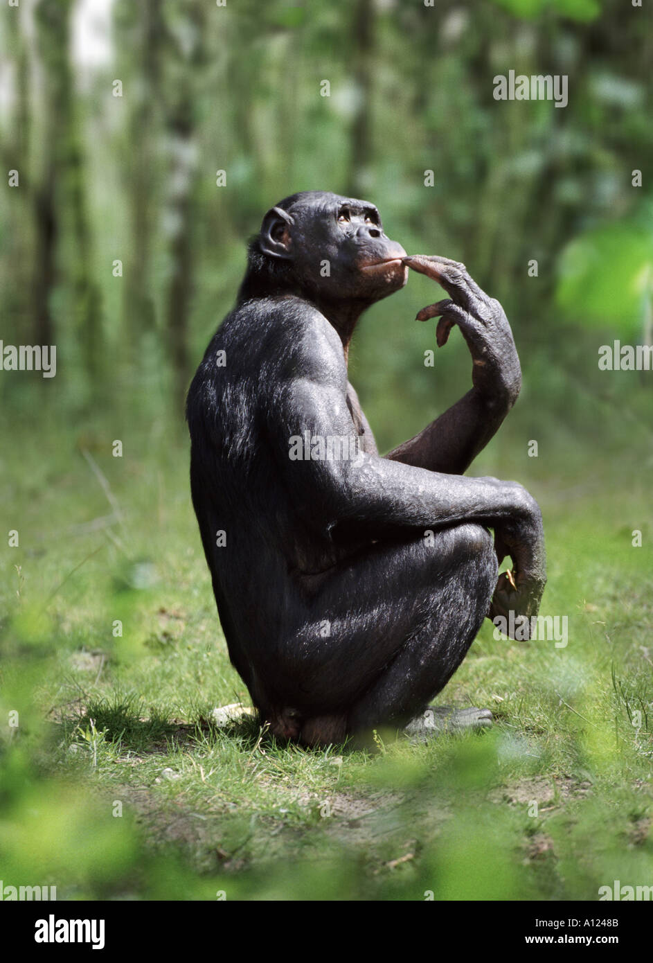 Bonobo communication hi-res stock photography and images - Alamy