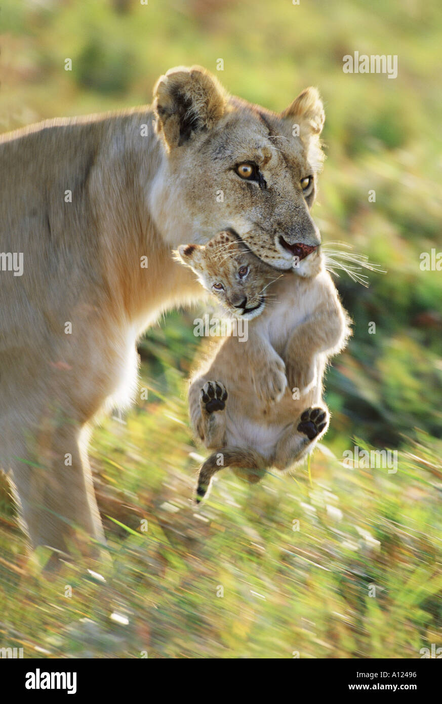 Lioness carrying cub to safety Masai Mara Kenya Stock Photo - Alamy
