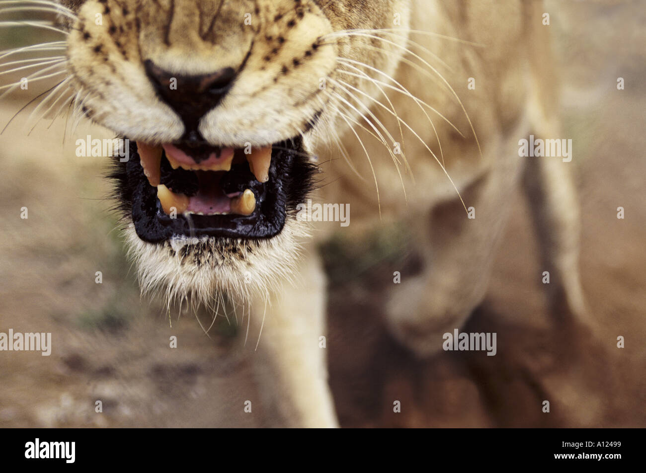 Lioness snarling South Africa Stock Photo - Alamy