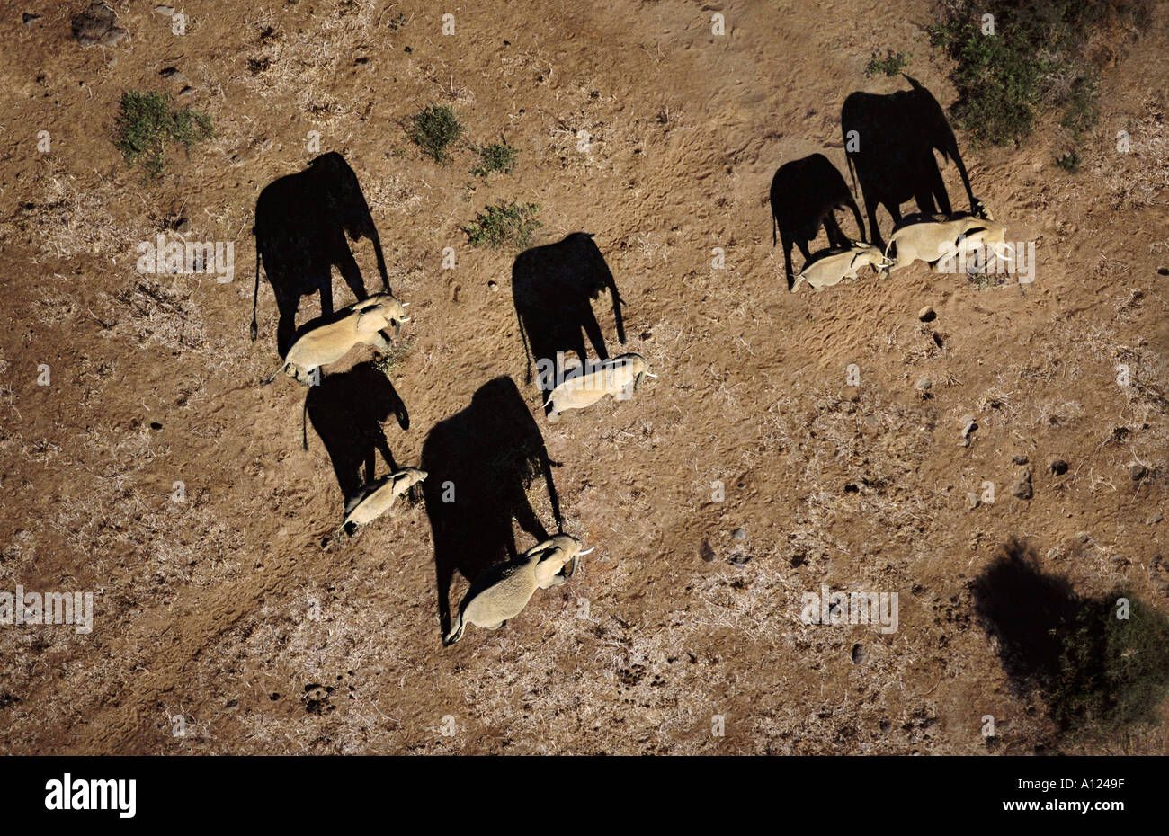 Elephants casting shadows Amboseli National Park Kenya Stock Photo - Alamy