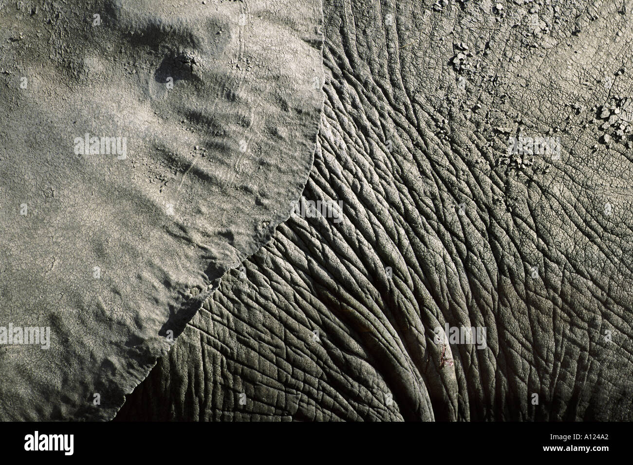 Elephant anatomy hi-res stock photography and images - Alamy