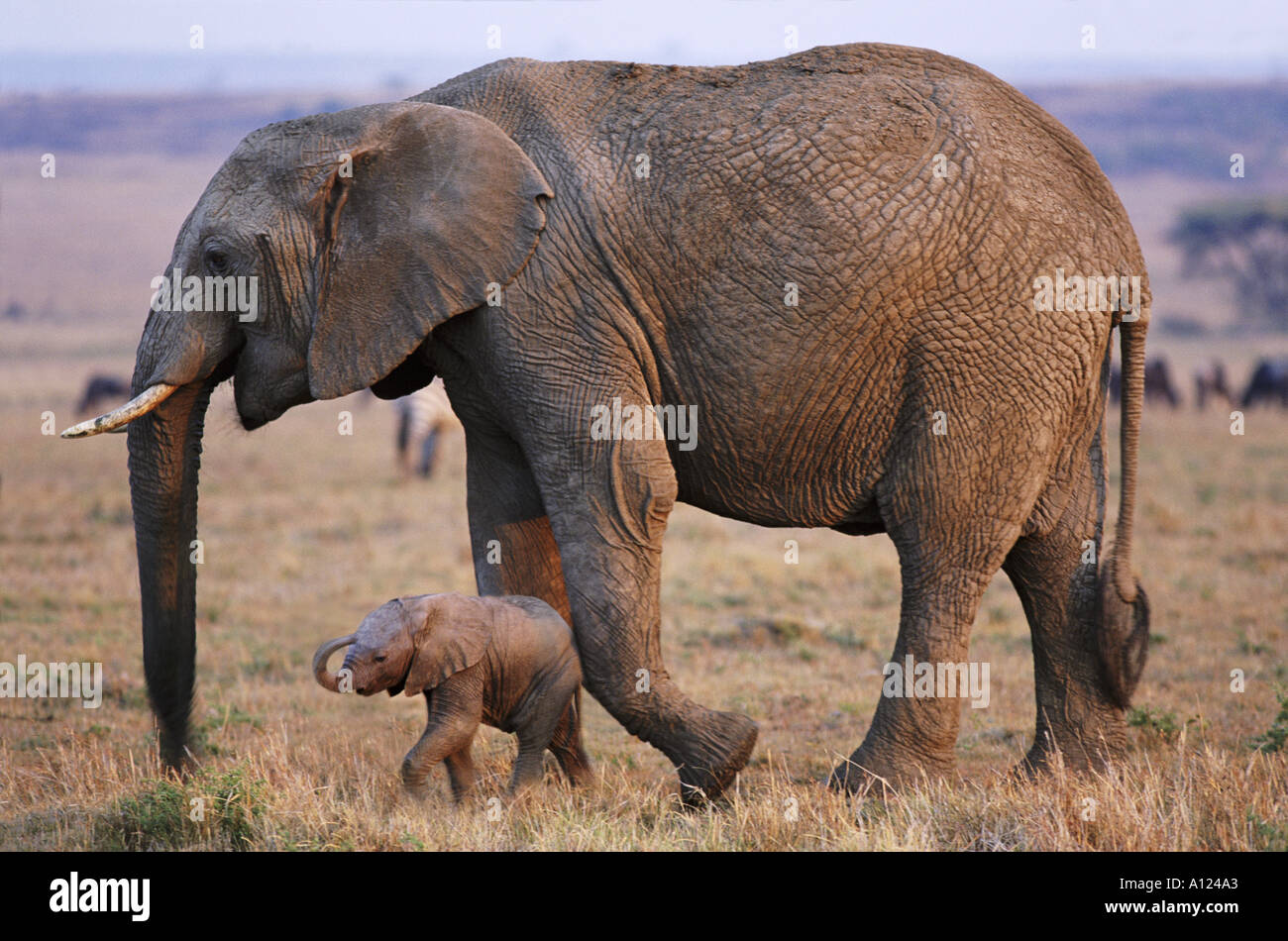 Calf shelters hi-res stock photography and images - Alamy