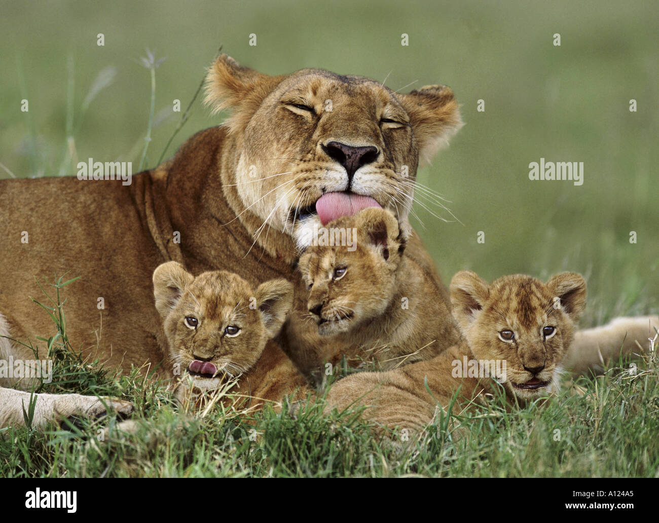 Lioness washing cubs Masai Mara Kenya Stock Photo - Alamy