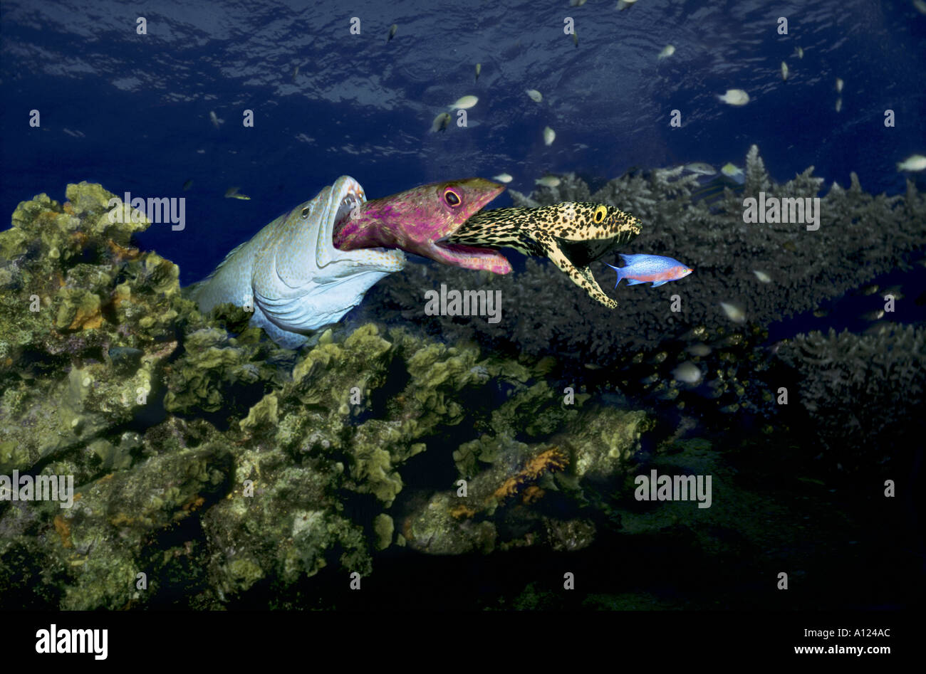 Predators prey ocean competing hi-res stock photography and images - Alamy