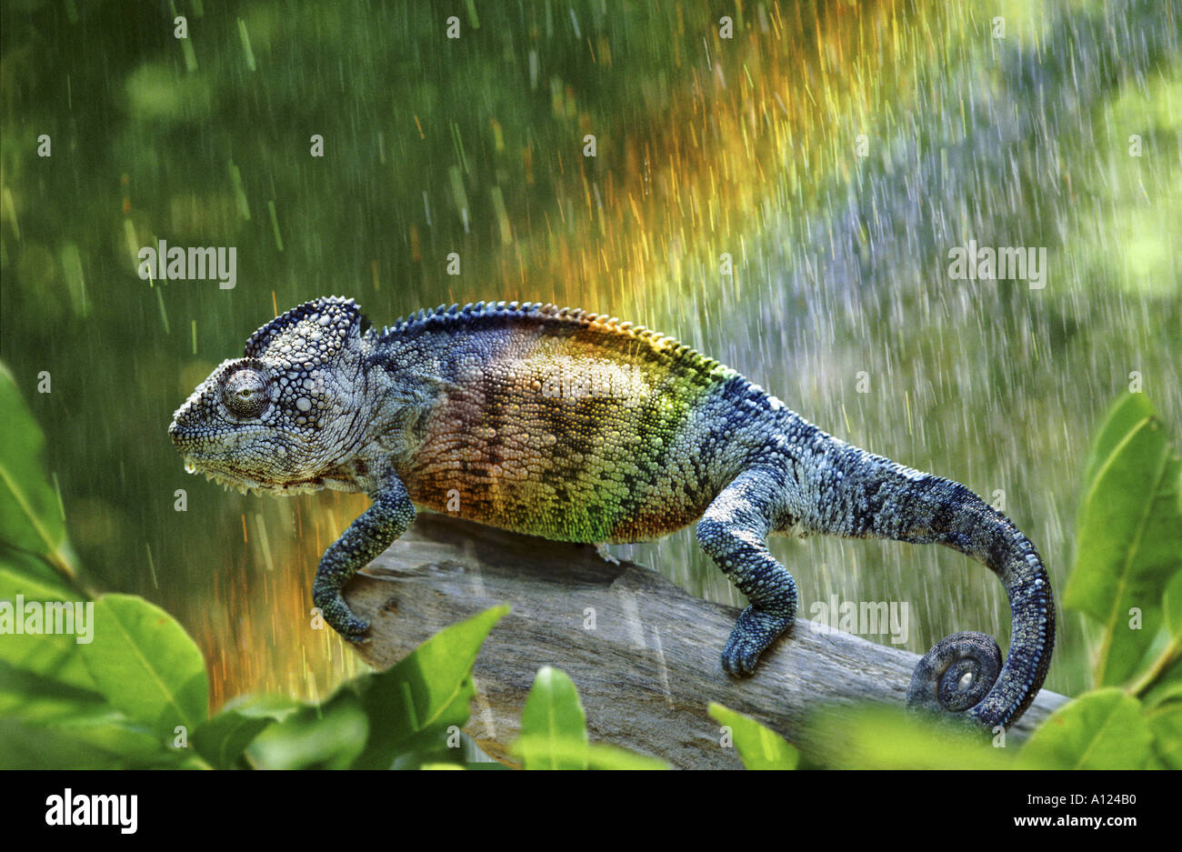 Rainbow chameleon in the rain Stock Photo - Alamy