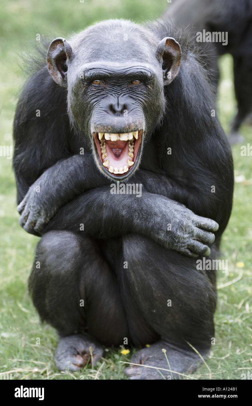 Funny chimp hi-res stock photography and images - Alamy