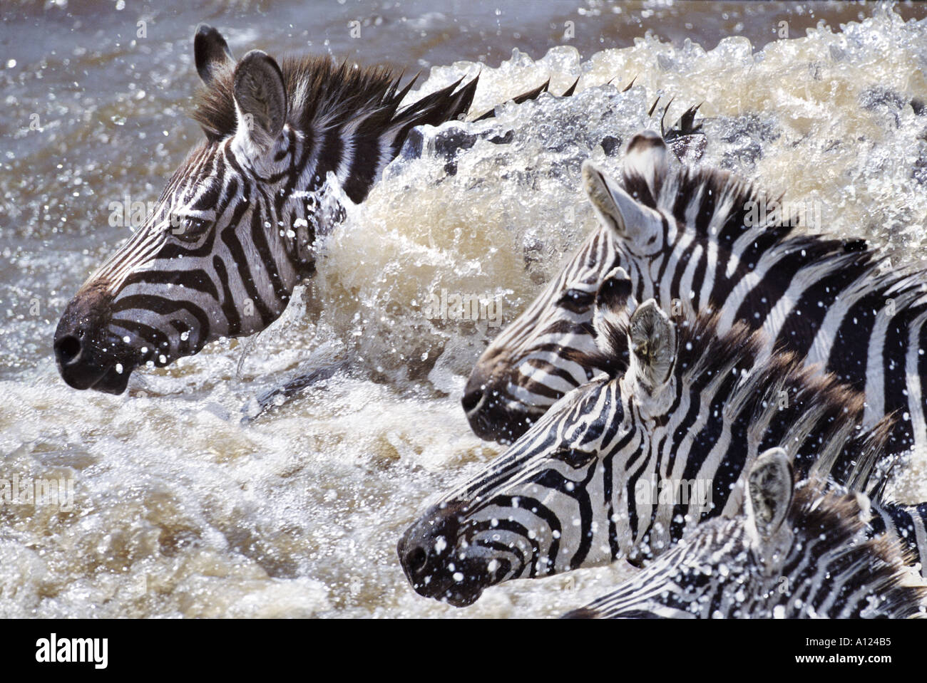 Zebras crossing Mara River on migration Kenya Stock Photo - Alamy