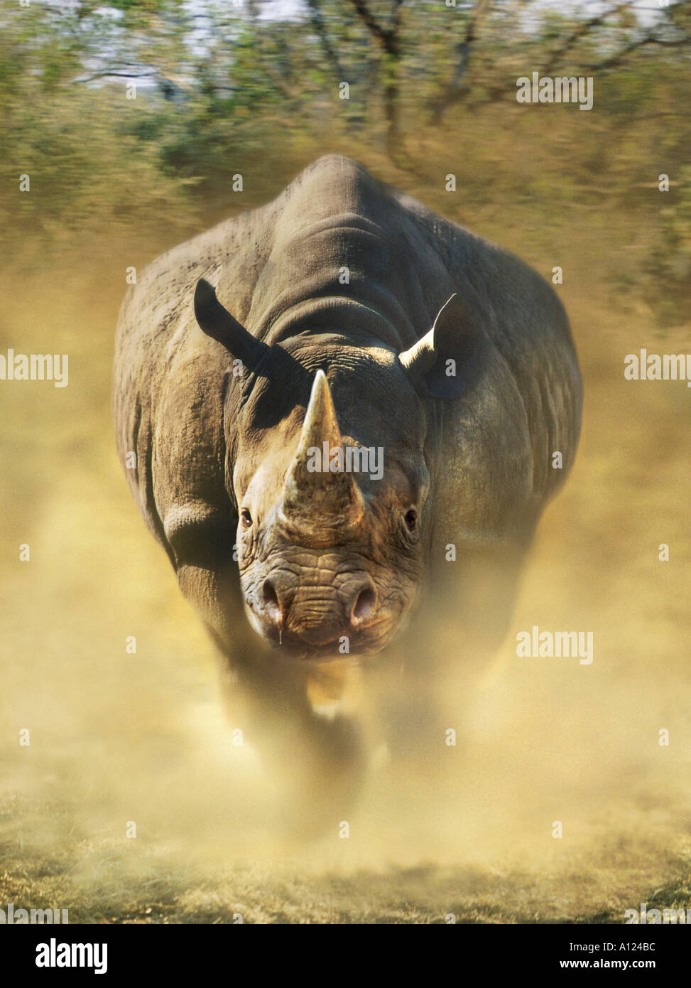 Charging Black Rhino