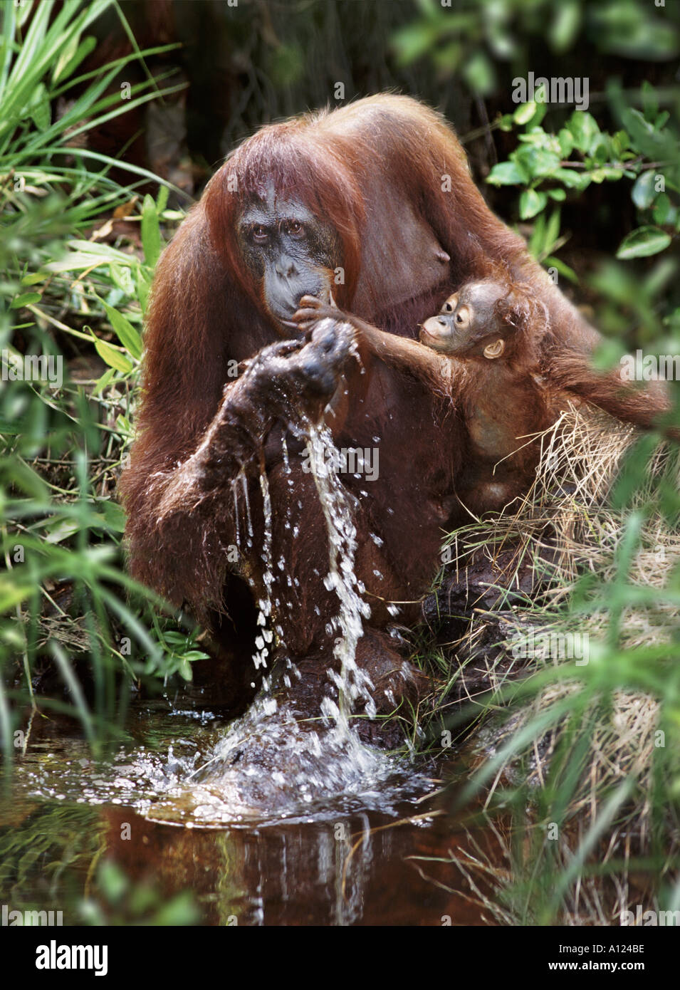 Mother and baby orangutan drinking Tanjung Puting Borneo Stock Photo ...
