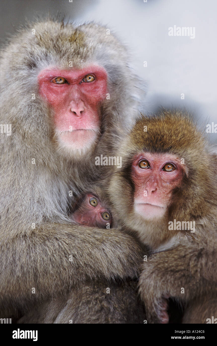 Snow monkey family Jigokudani National Park Japan Stock Photo - Alamy