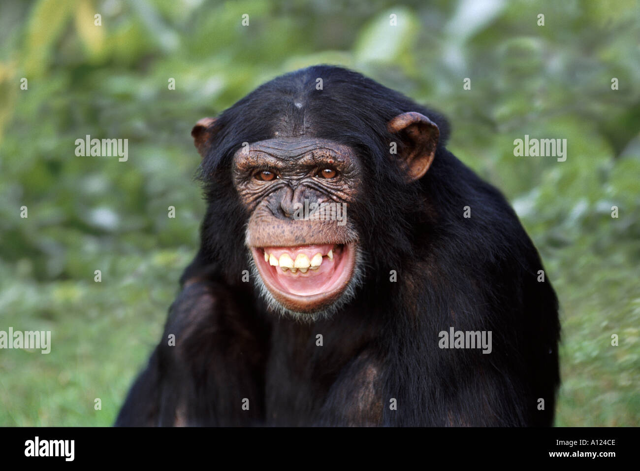 Chimpanzee teeth hi-res stock photography and images - Alamy