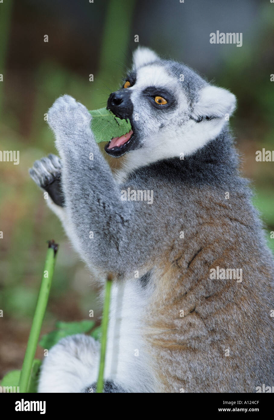 Ring tailed lemur feeding Stock Photo - Alamy
