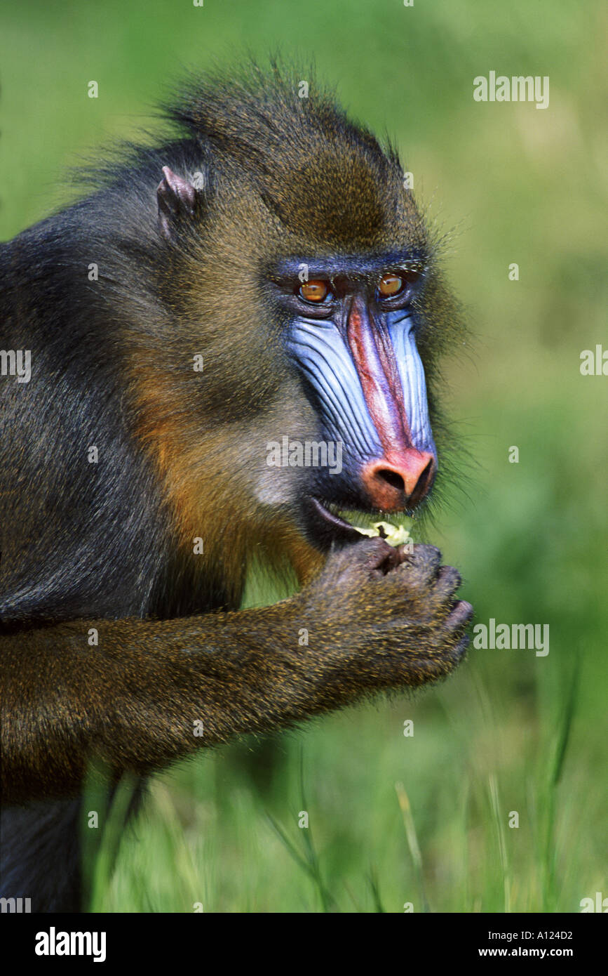 Male mandrill Stock Photo - Alamy