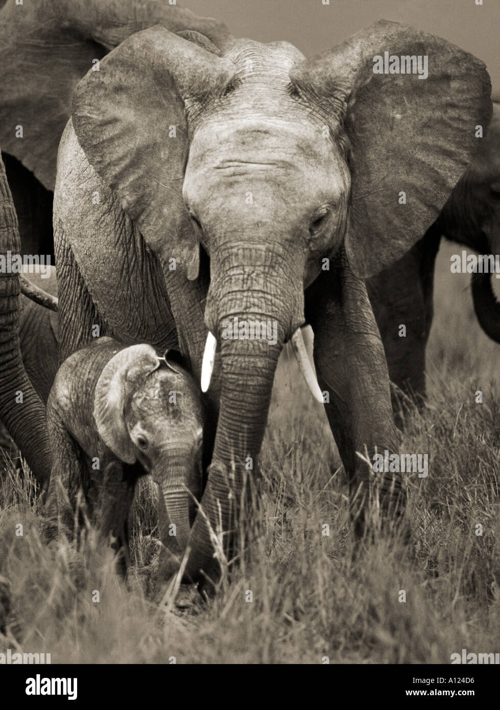 Shelter of calf elephant hi-res stock photography and images - Alamy