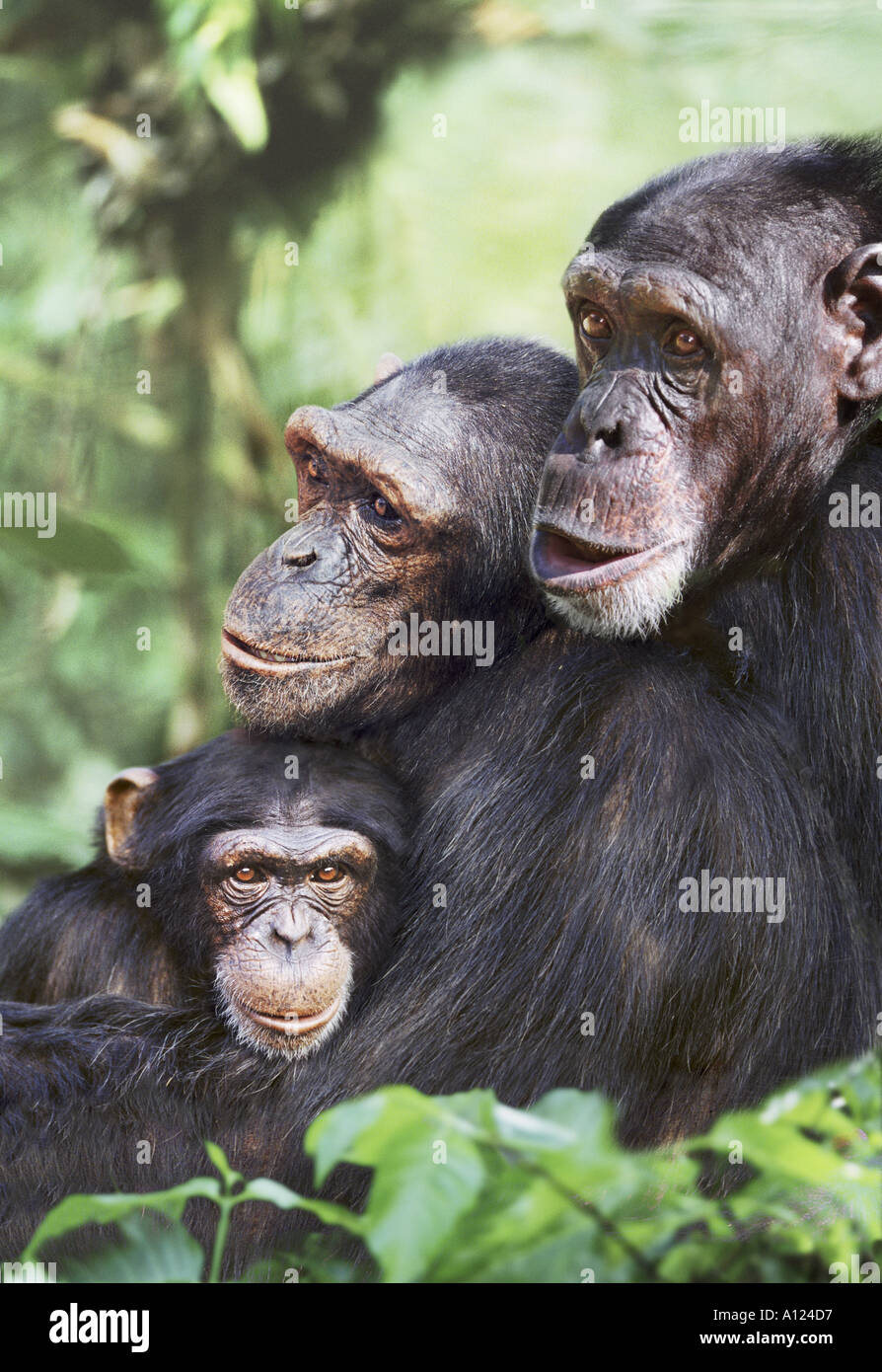 Chimpanzee family group wild hi-res stock photography and images - Alamy