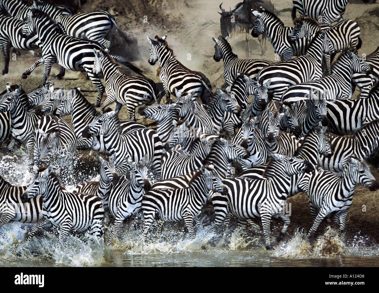 Masai mara migration hi-res stock photography and images - Alamy