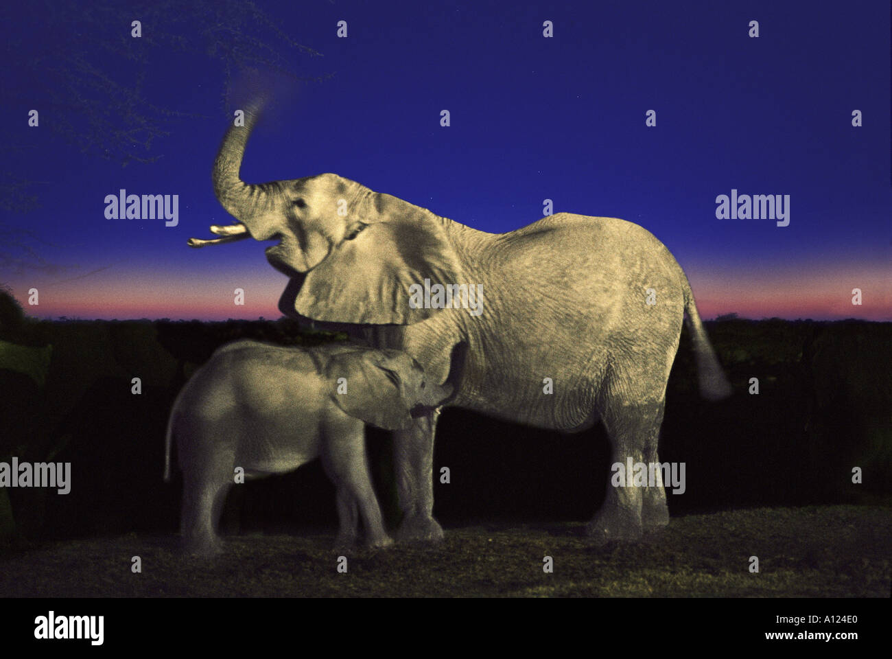Elephant and calf at night Etosha National Park Namibia Stock Photo - Alamy