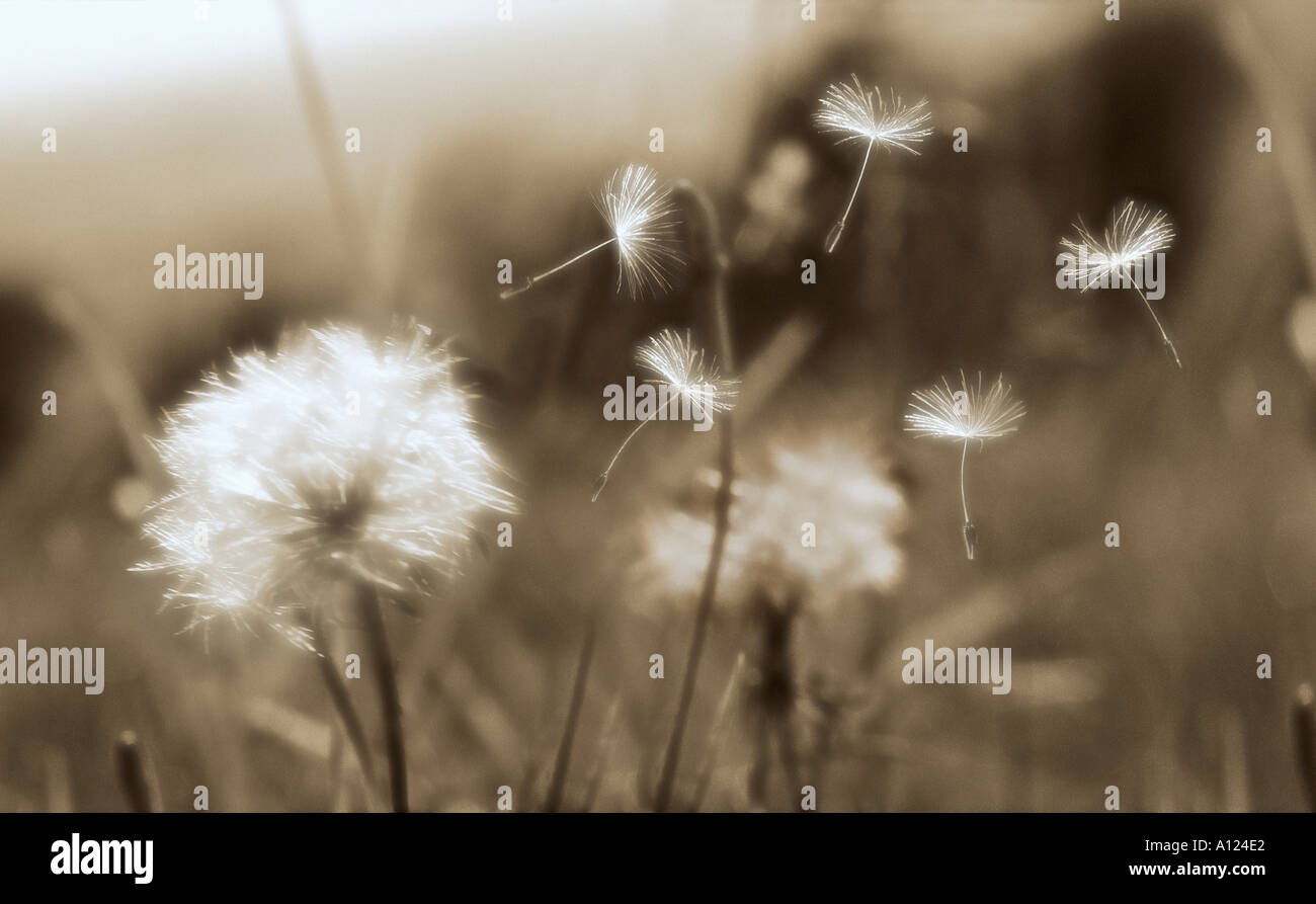 Dandelion blowing in the wind hi-res stock photography and images - Alamy