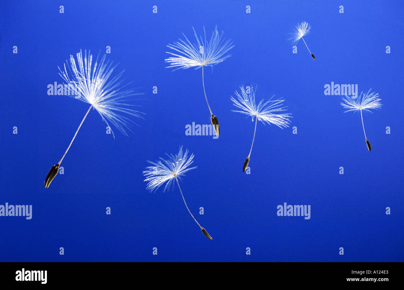 Dandelion seeds blowing in wind Axacum officinale Stock Photo - Alamy