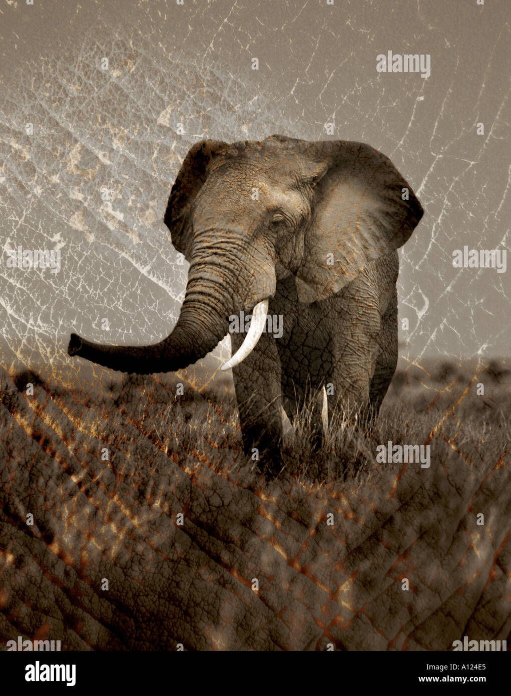 Elephant against backdrop of elephant hide Stock Photo - Alamy